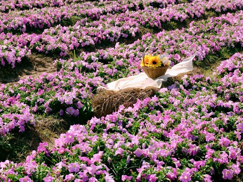 清邁廢氏推介 大自然包車系列 ~ 清道 ⭐️⭐️⭐️⭐️⭐️